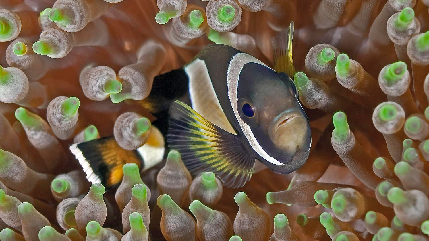 What makes the Solitary Islands Marine Park unique? | Coastbeat