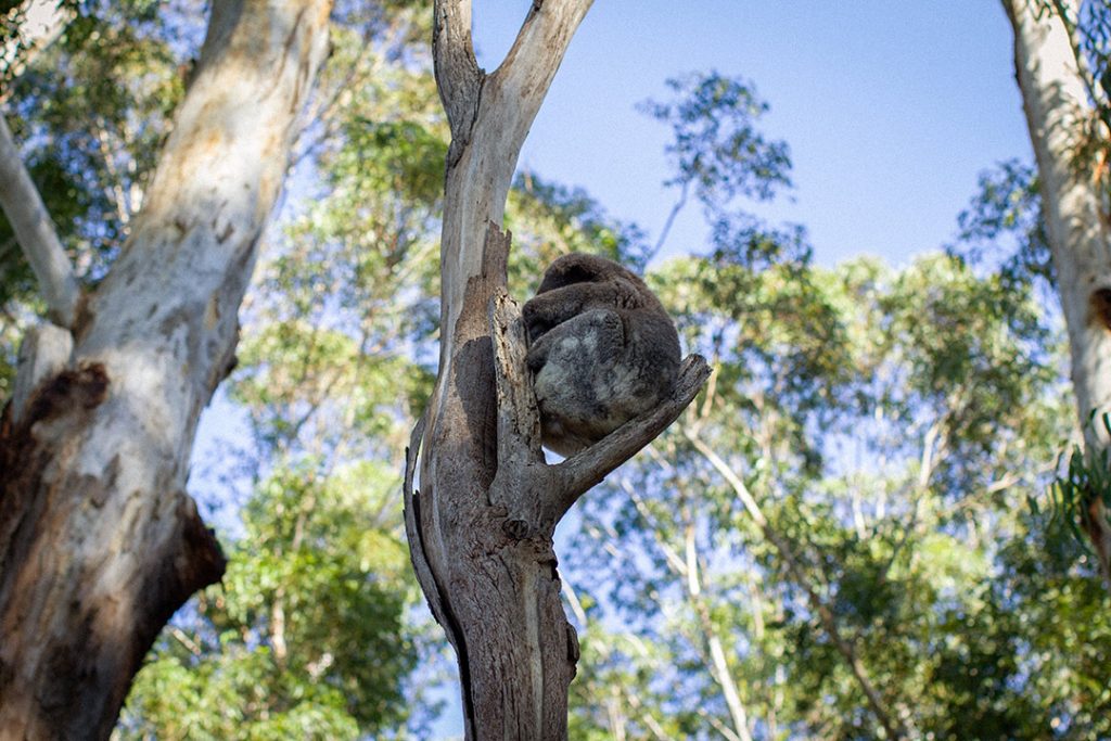 Coffs By Nature – Koalas of the Coffs Coast | Coastbeat