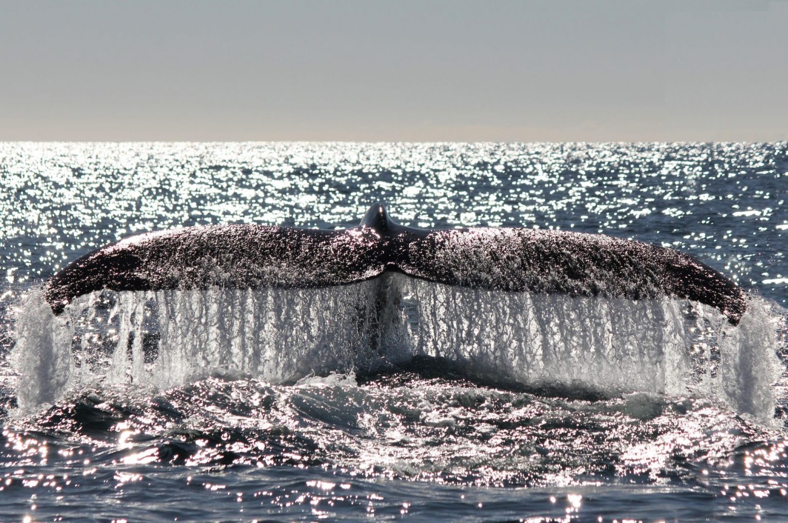 Whale Comp Winners Announced | Coastbeat